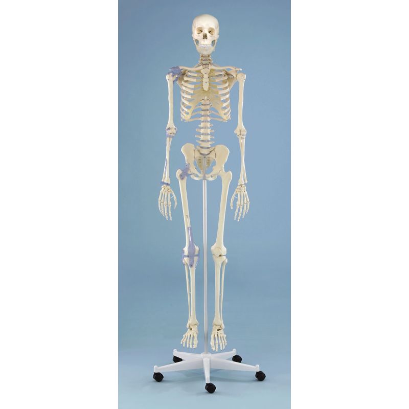 Anatomical Model Skeleton Otto with Articular Ligaments | Health and Care