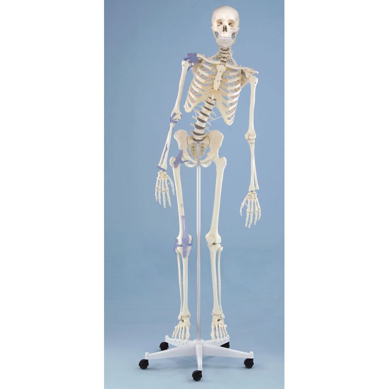 Therapy Model Skeleton Toni | Health and Care