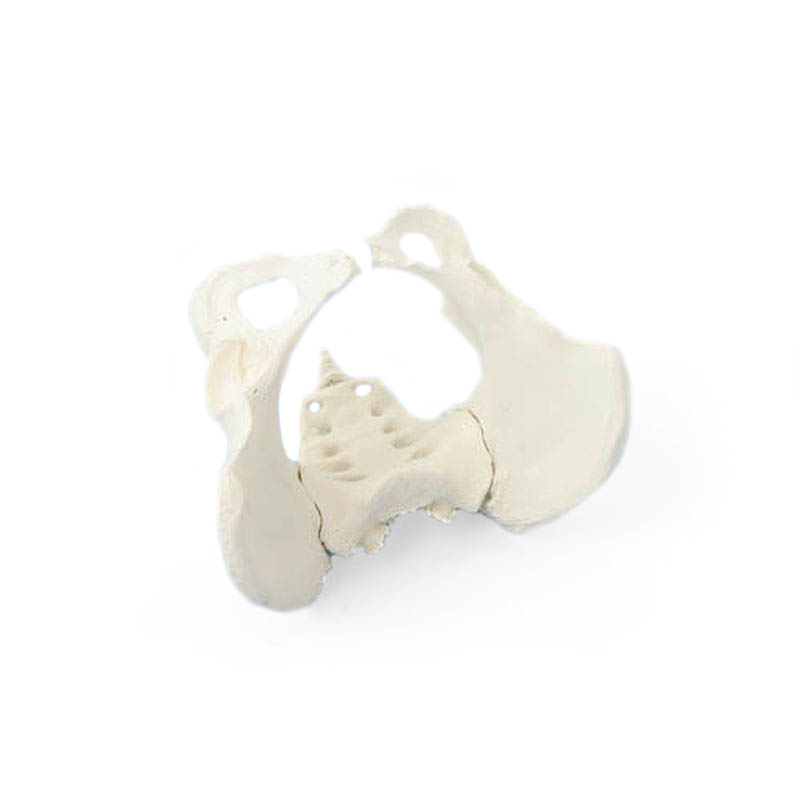 Male Pelvis and Sacrum Model | Health and Care