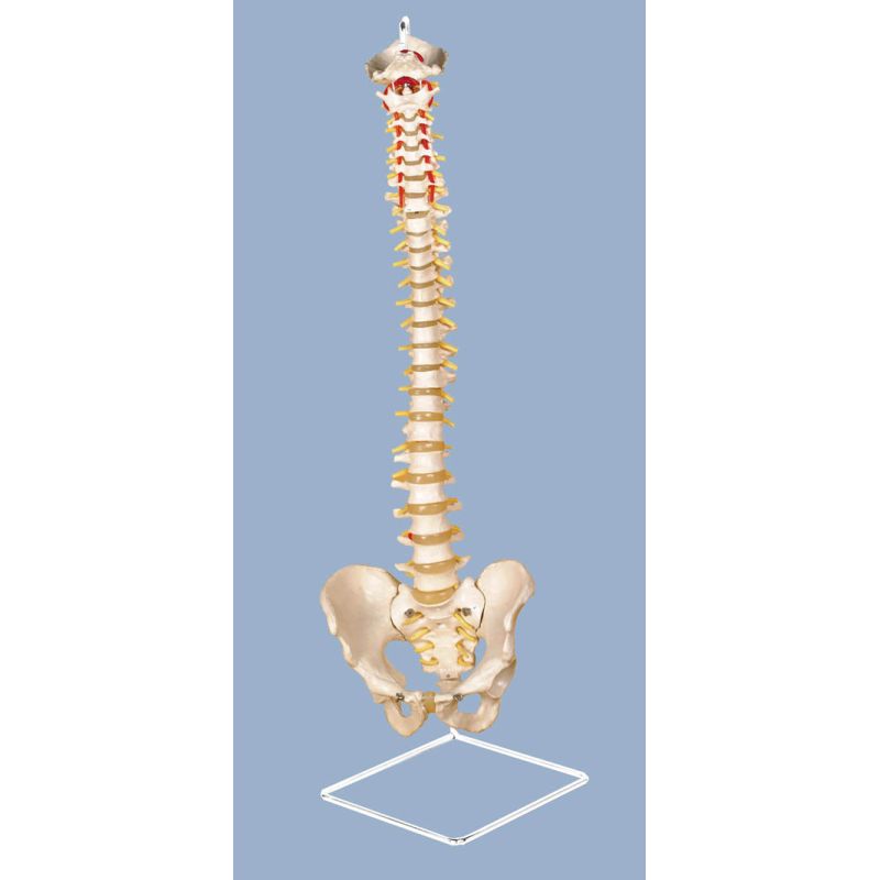 Miniature Spinal Column with Hanging Stand | Health and Care