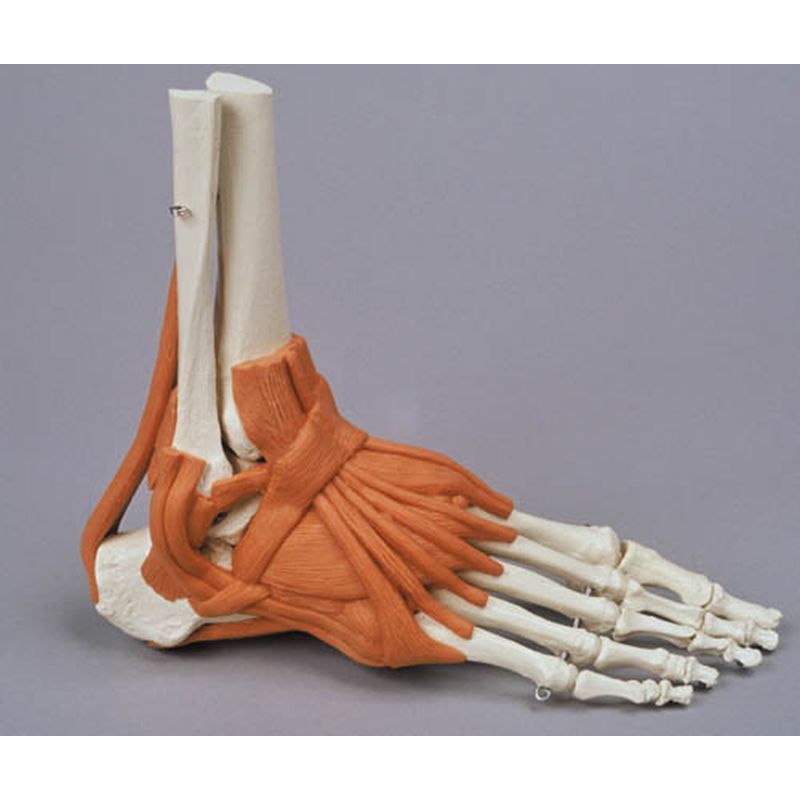 Model Foot Skeleton with Ligaments | Health and Care