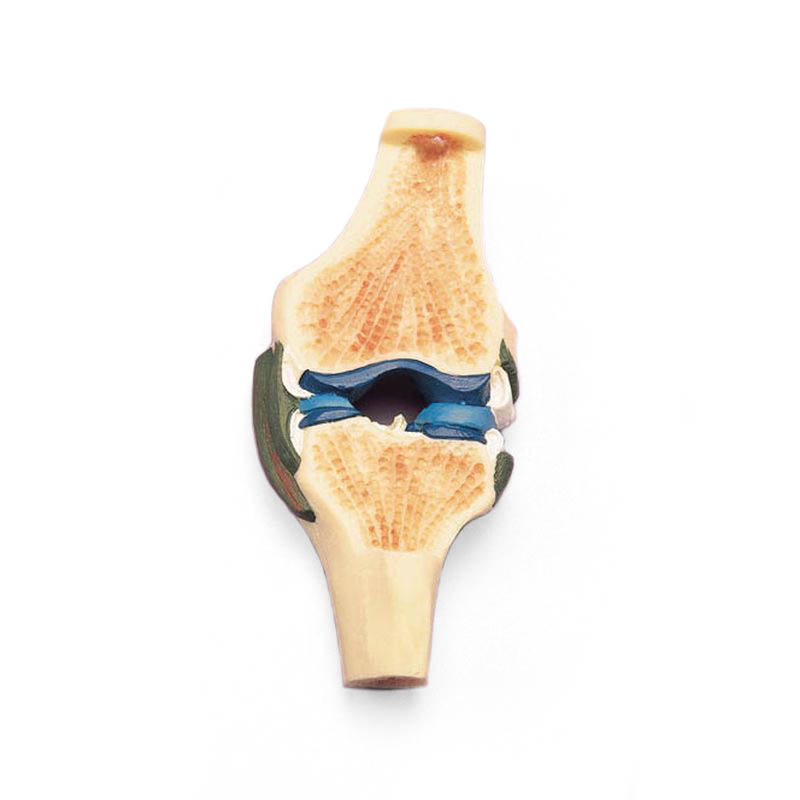 Longitudinal Cross-Section Knee Model | Health and Care