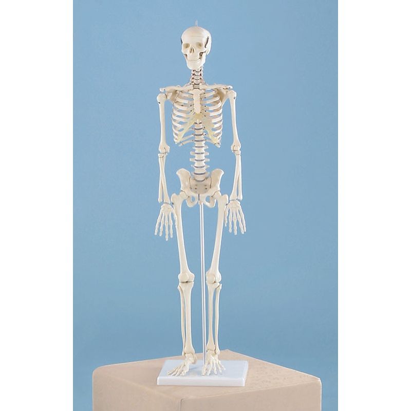 Miniature Model Skeleton Patrick | Health and Care