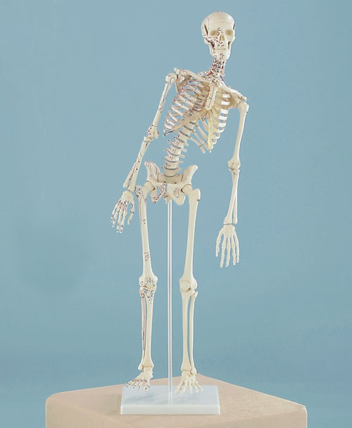 Detailed Miniature Model Skeleton Fred | Health and Care
