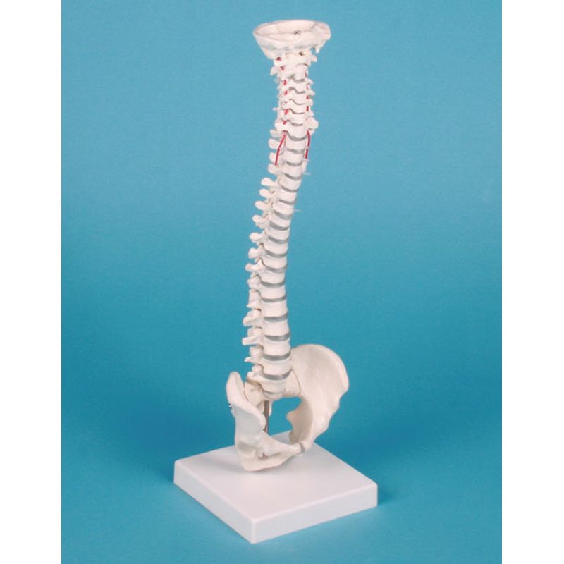 Miniature Spinal Column Model | Health and Care