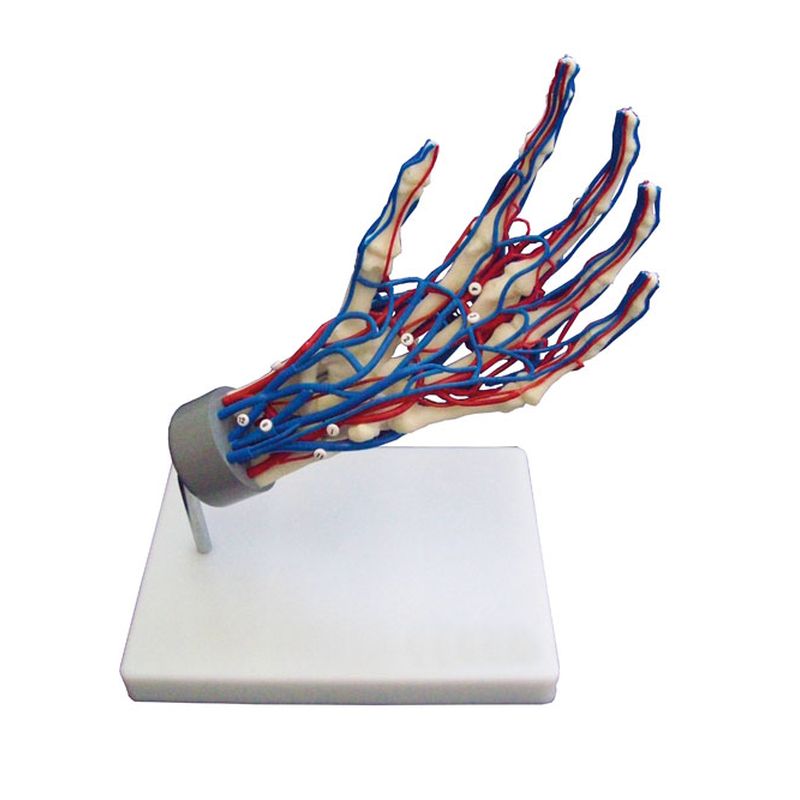 Vascular Hand Model | Health and Care