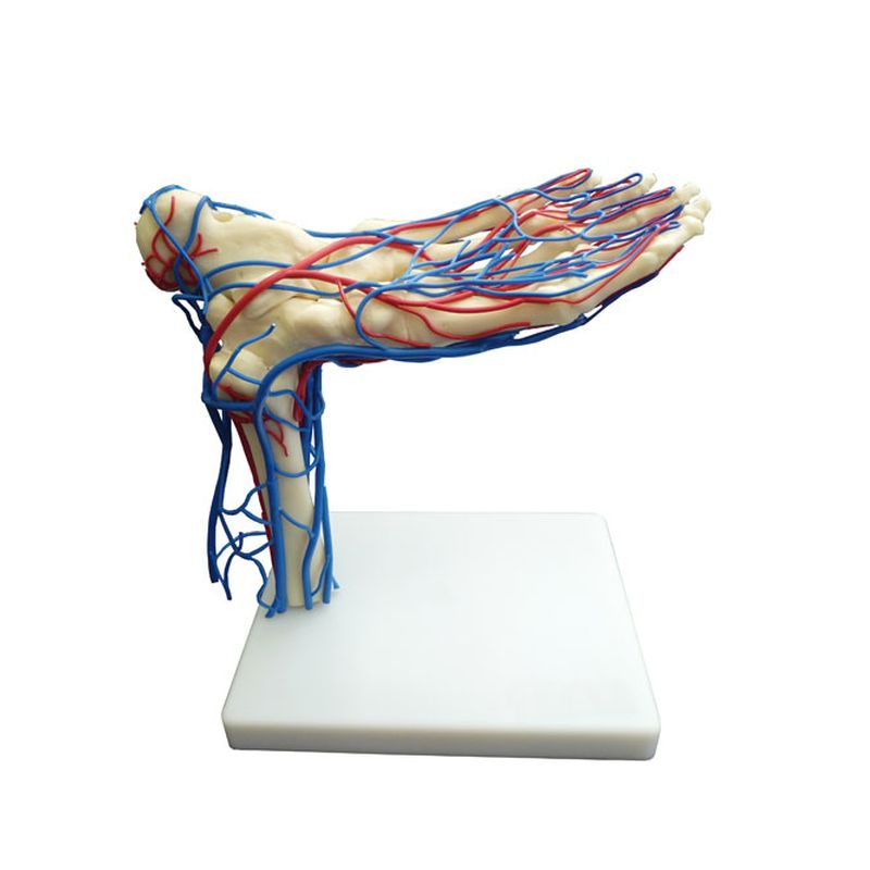 Vascular Foot Model | Health and Care