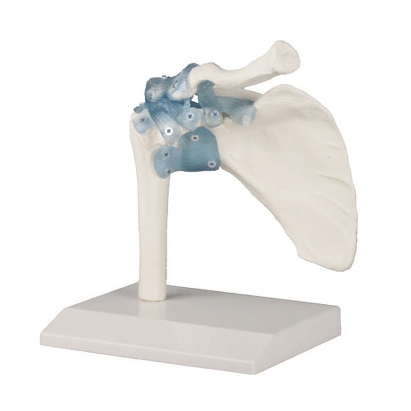 Shoulder Joint Model with Ligaments | Health and Care