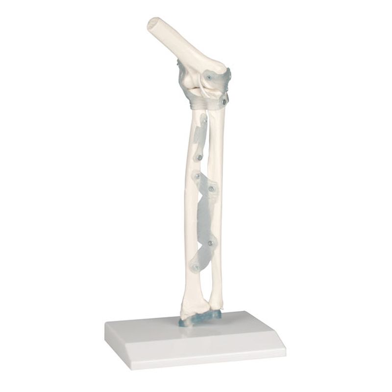 Elbow Joint Model with Ligaments | Health and Care