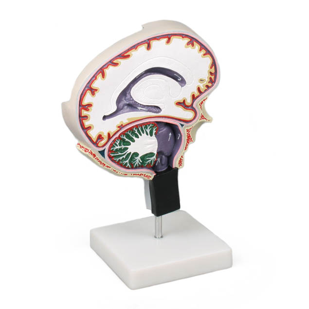 Cerebrospinal Fluid Circulation Model | Health and Care