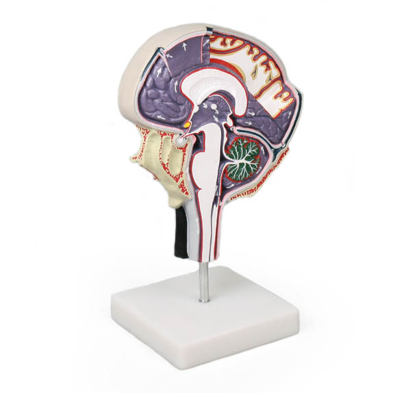 Cerebrospinal Fluid Circulation Model | Health and Care