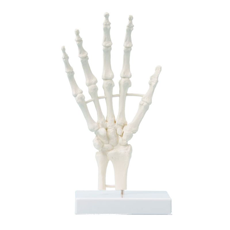 Basic Hand Skeleton Model | Health and Care