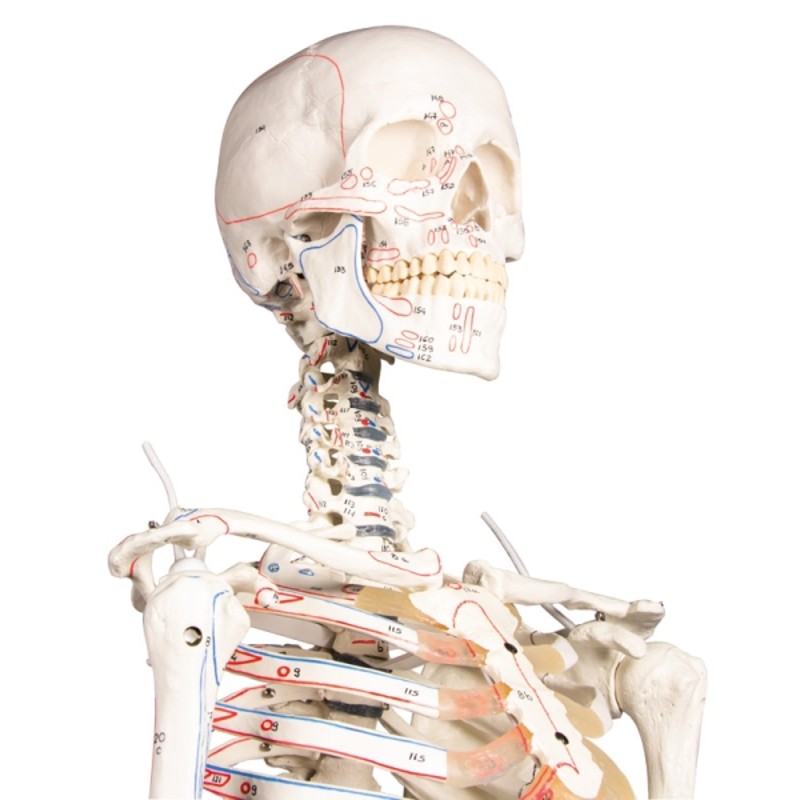 Full-Size Skeleton with Muscle Marks | Health and Care