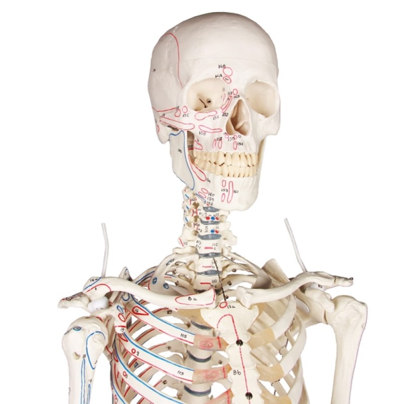 Full-Size Skeleton with Muscle Marks | Health and Care