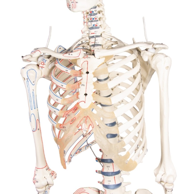 Full-Size Skeleton with Muscle Marks | Health and Care