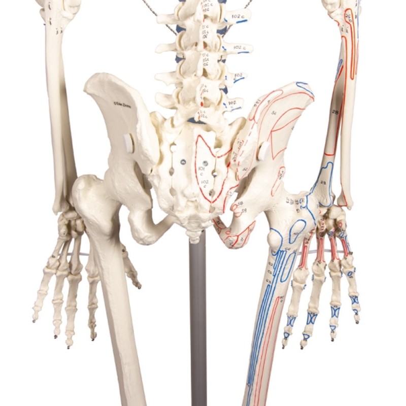 Full-Size Skeleton with Muscle Marks | Health and Care