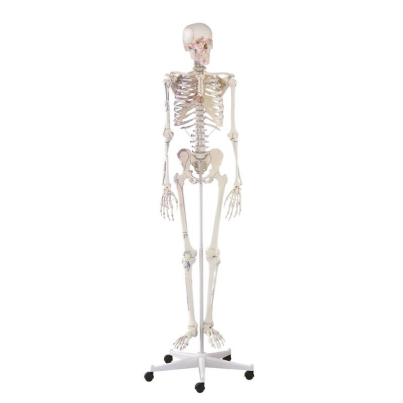 Full-Size Skeleton with Muscle Marks | Health and Care