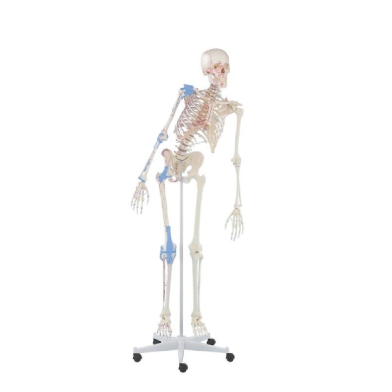 Detailed Anatomical Therapy Skeleton Max | Health and Care