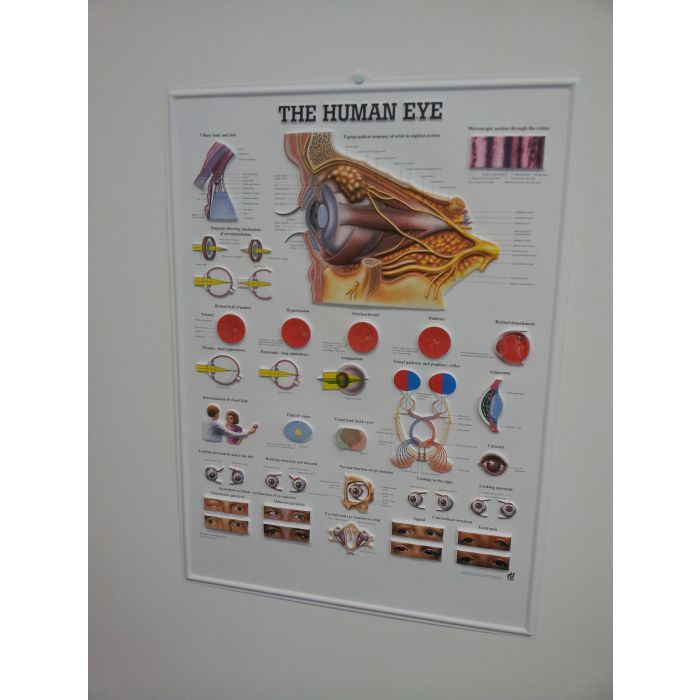 3D Human Eye Poster | Health and Care