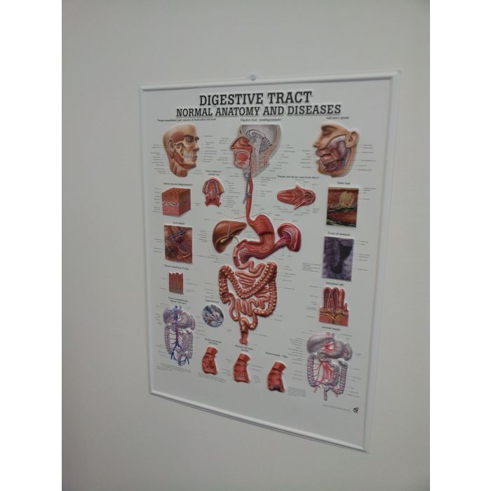 3D Digestive Tract Poster | Health and Care