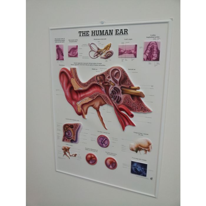 3D Human Ear Poster | Health and Care 3D Human Ear Poster | Health and Care