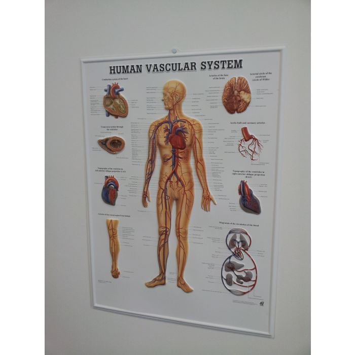 3D Human Vascular System Poster | Health and Care