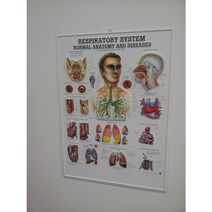 3D Respiratory System Poster | Health and Care