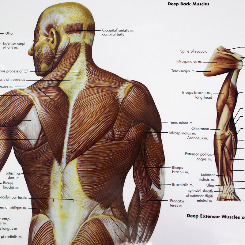 The Human Musculature Chart Front Deluxe | Health and Care