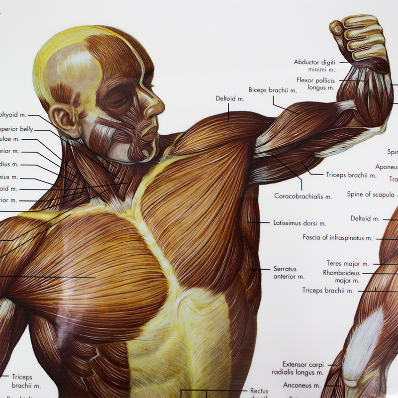 The Human Musculature Chart Front Deluxe | Health and Care