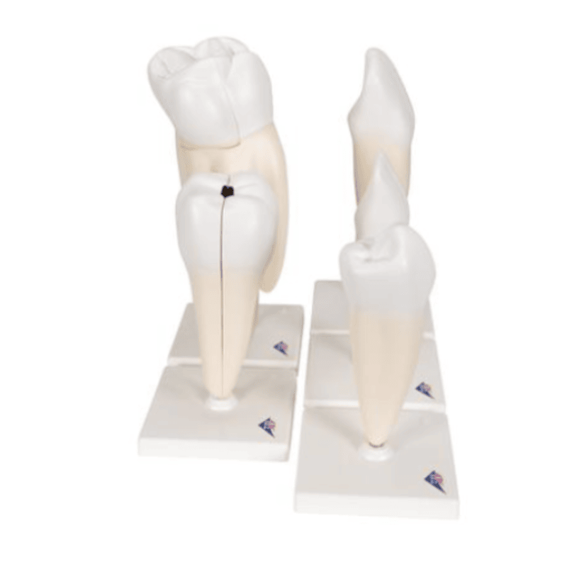 Anatomical Human Tooth Models | Health and Care