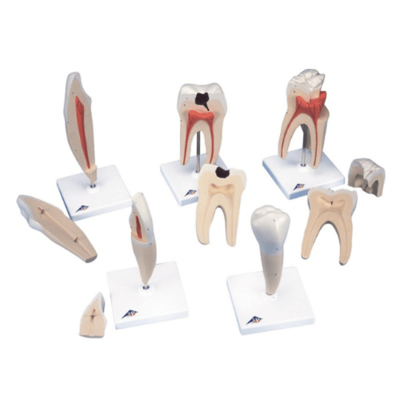 Anatomical Human Tooth Models | Health and Care