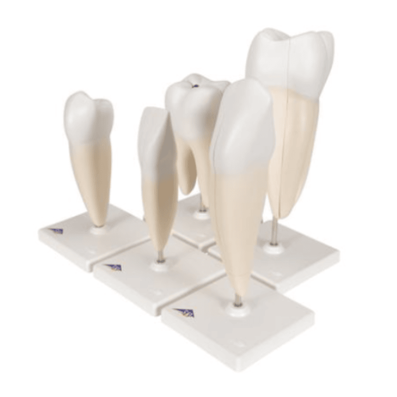 Anatomical Human Tooth Models | Health and Care