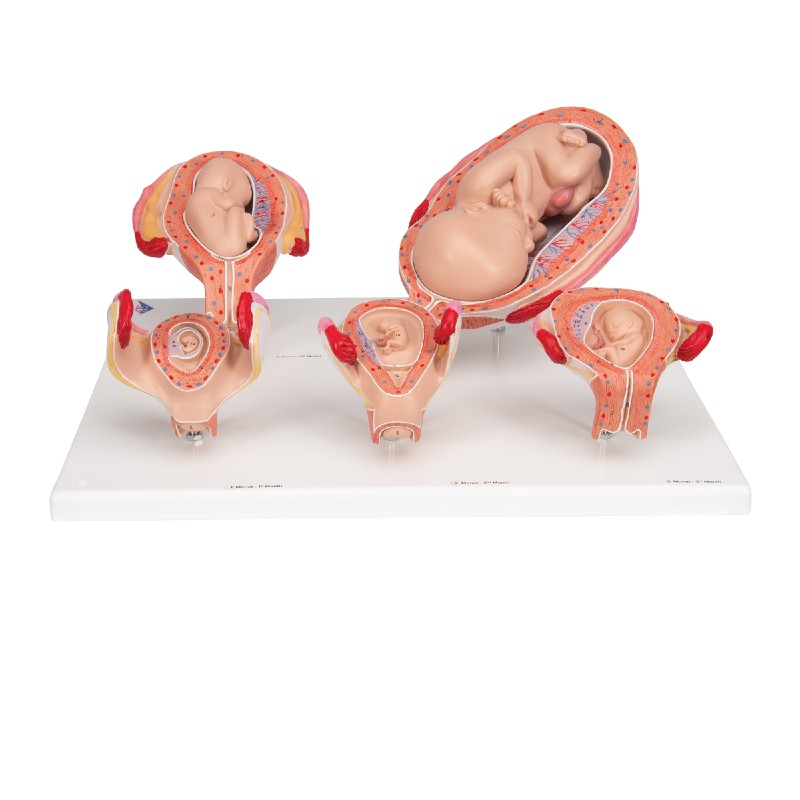 Five Embryo and Foetus Pregnancy Models | Health and Care