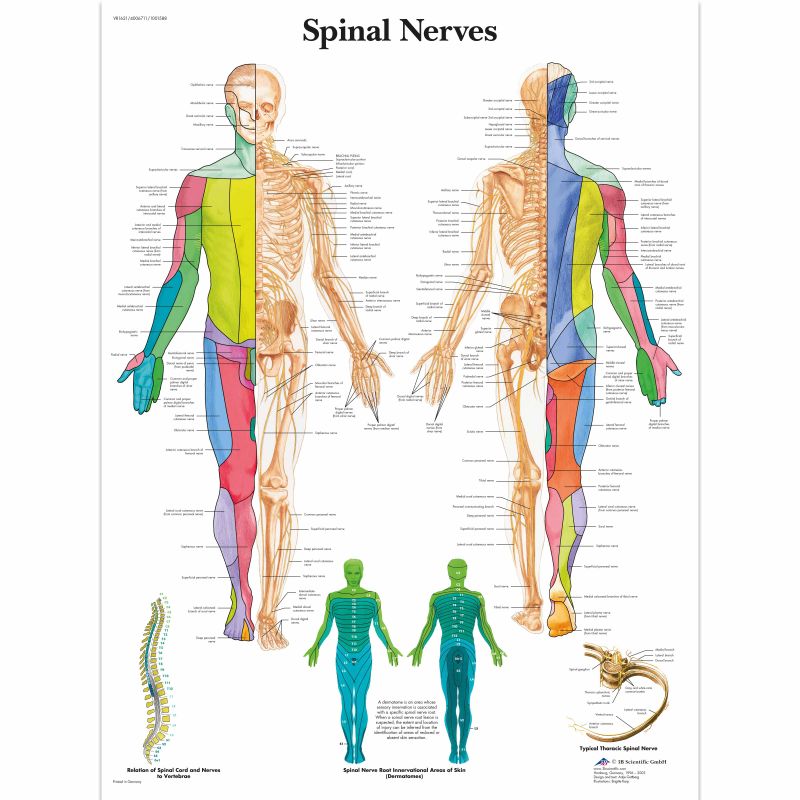 3BS Anatomical Spinal Nerves Chart | Health and Care