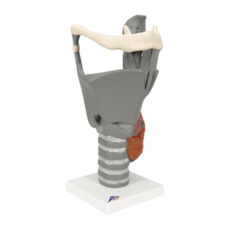 3B Scientific Functional Larynx Model | Health and Care