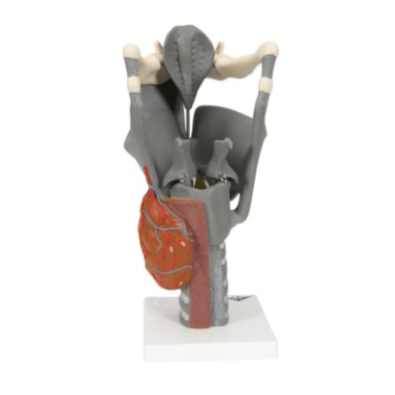 3B Scientific Functional Larynx Model | Health and Care