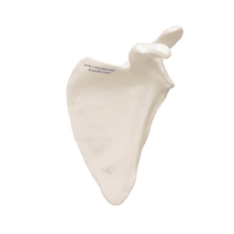 Scapula Bone Anatomical Model | Health and Care