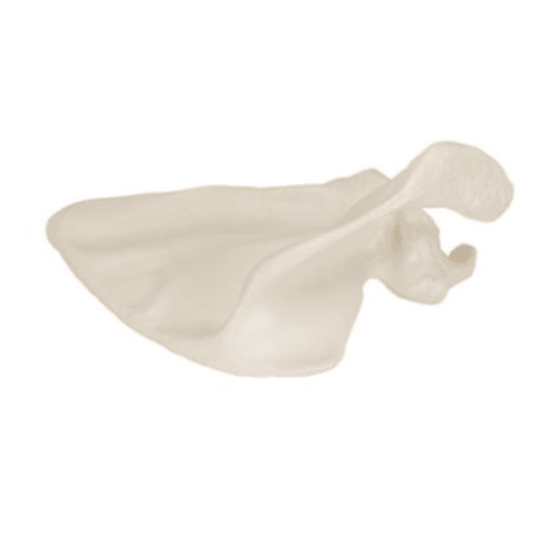 Scapula Bone Anatomical Model | Health and Care