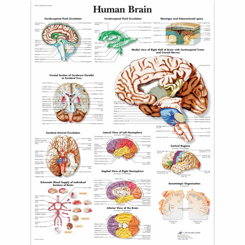 3B Scientific Anatomical Brain Poster | Health and Care