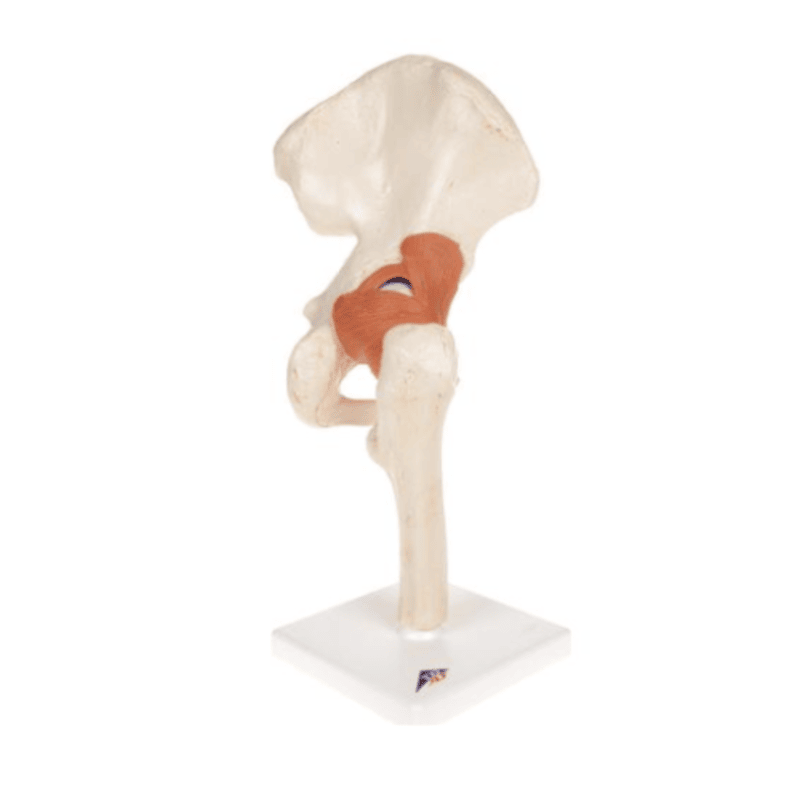 3B Scientific Anatomical Hip Joint Model | Health and Care