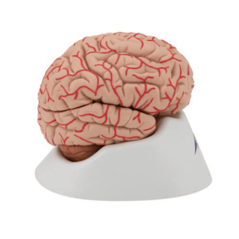 3B Scientific Human Brain Model (9 Parts) | Health and Care