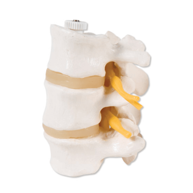 3BS Flexible Spine Model with Vertebrae | Health and Care