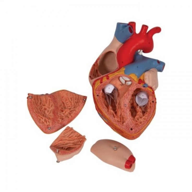 3BS Giant Anatomical Heart Model | Health and Care