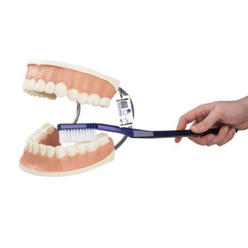 Giant Teeth Dental Care Model | Health and Care
