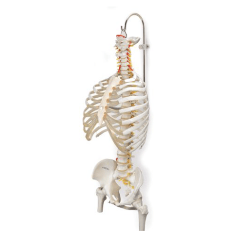 Classic Flexible Spine Model | Health and Care