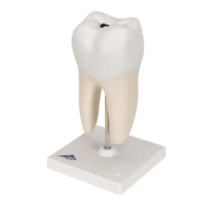 Anatomical Two-Part Human Molar Model | Health and Care