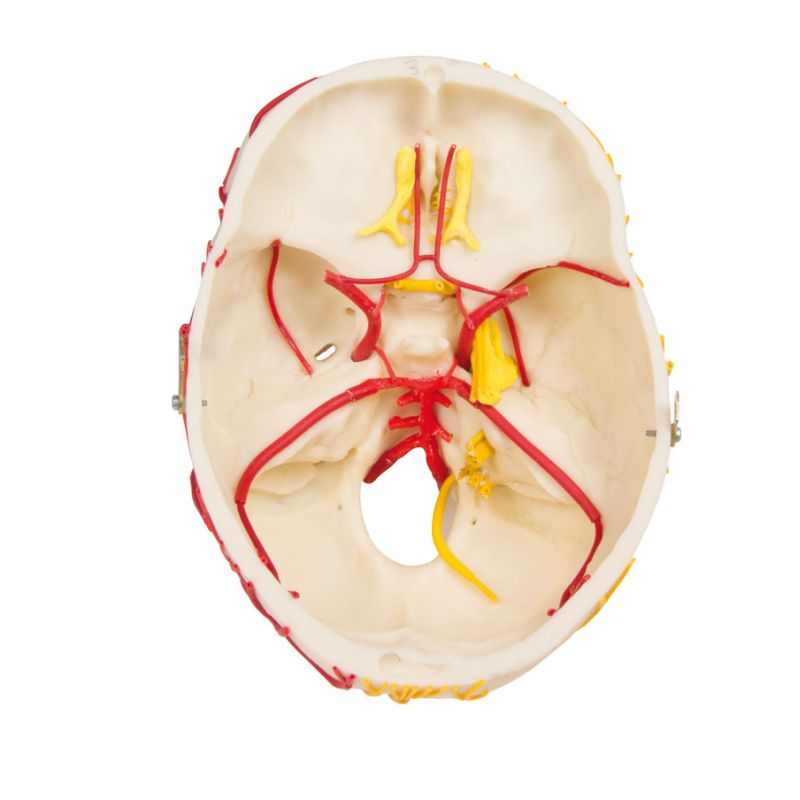 Neurovascular Skull with Brain Model | Health and Care