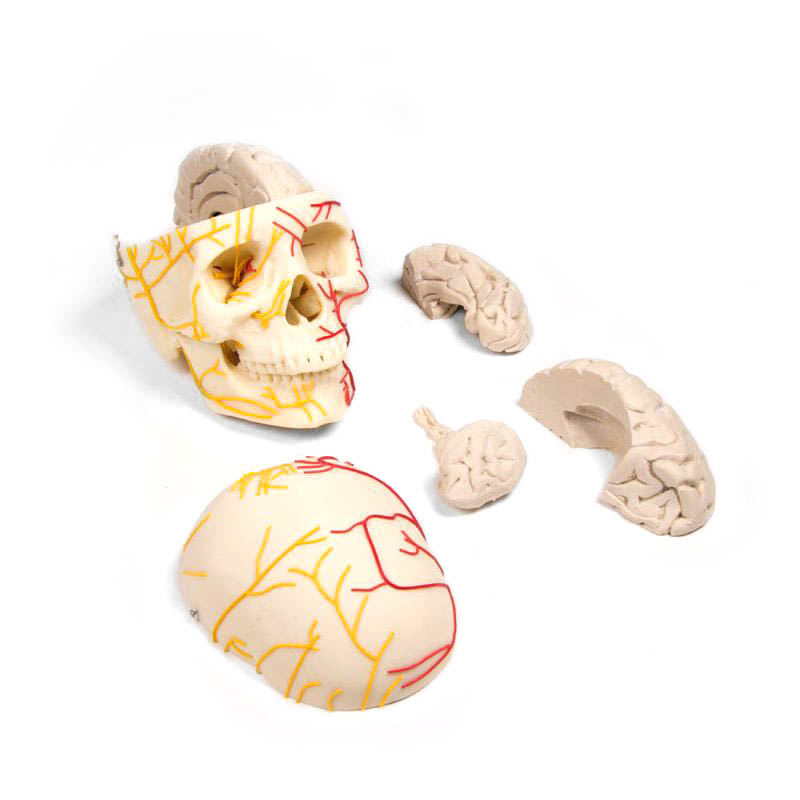 Neurovascular Skull with Brain Model | Health and Care