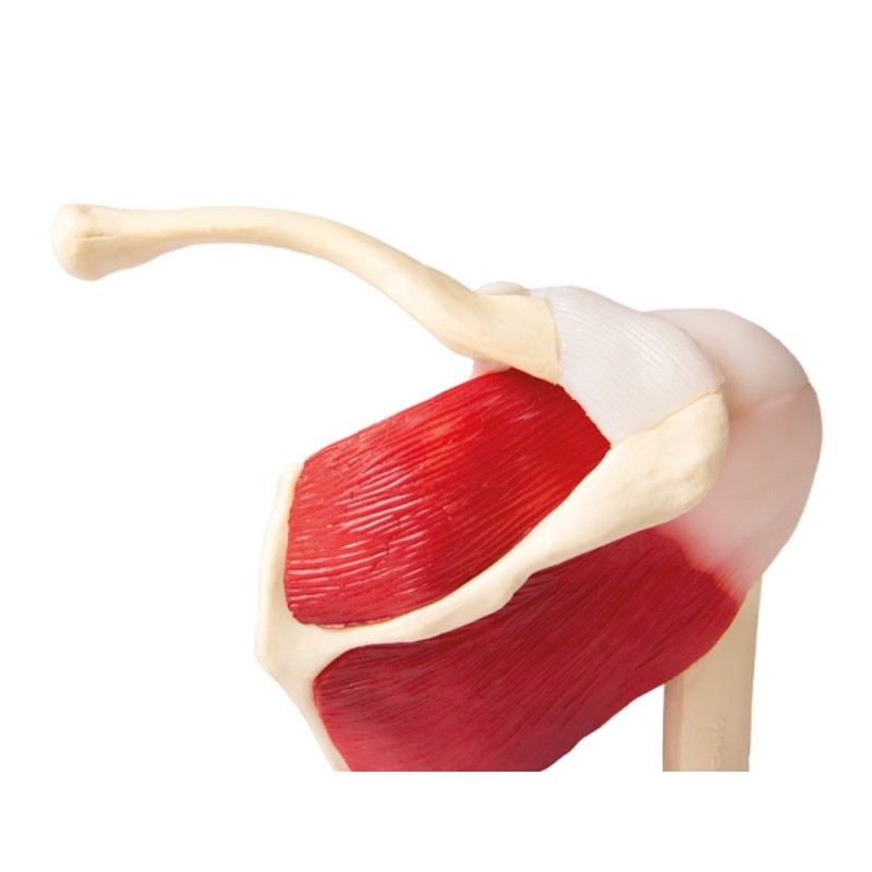 Shoulder Joint Model with Muscles | Health and Care