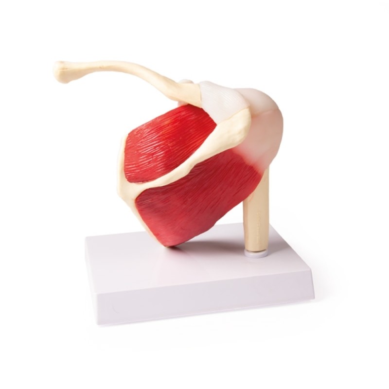 Shoulder Joint Model with Muscles | Health and Care